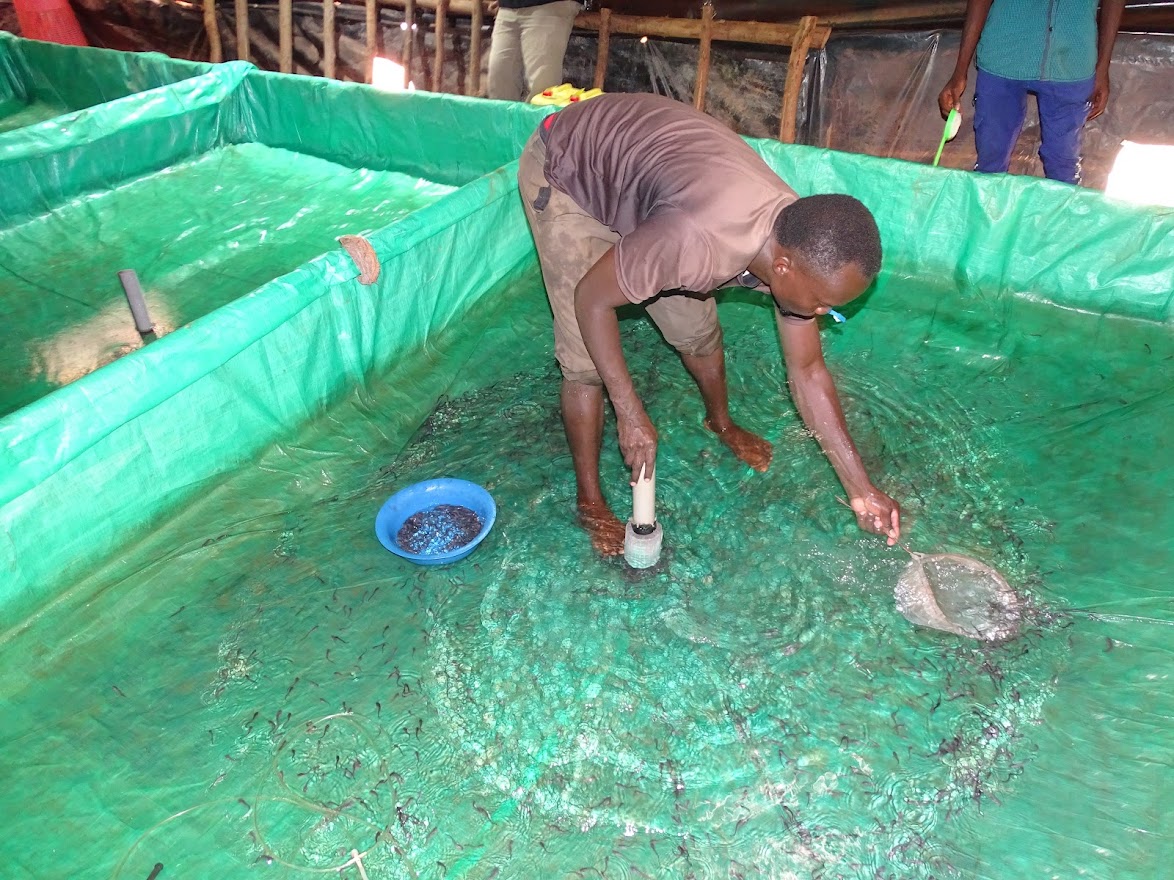 Cacana produces fish eggs and juveniles
